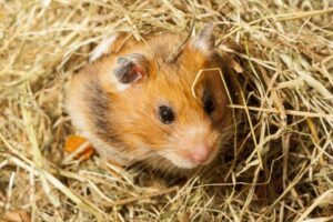 Hamster Eyesight 101: Vet-Verified Vision Facts | Hepper Pet Resources
