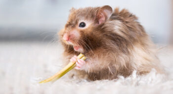 What Does a Hamster Screaming Mean? Vet Approved Explanation | Hepper ...