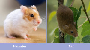 Hamsters vs Rats: Main Differences (With Pictures) | Hepper Pet Resources