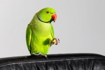How to Teach a Parakeet to Talk: 9 Easy Tips | Hepper Pet Resources