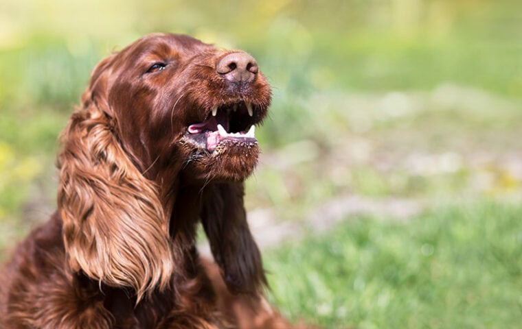 4 Irish Setter Colors (With Info & Pictures) | Hepper Pet Resources