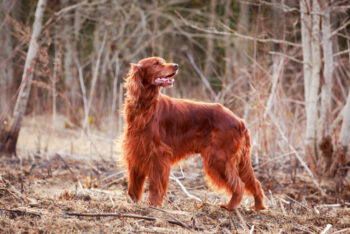 4 Irish Setter Colors (With Info & Pictures) | Hepper Pet Resources