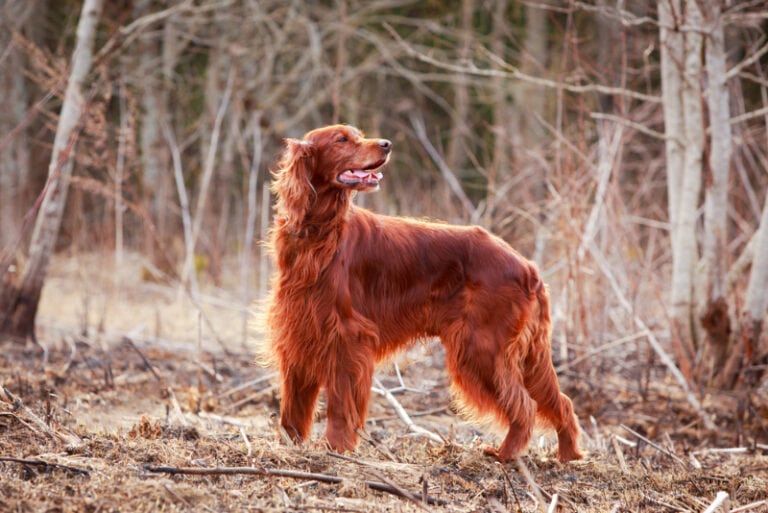 Irish Setter Lab Mix: Pictures, Care Guide, Temperament & Traits ...
