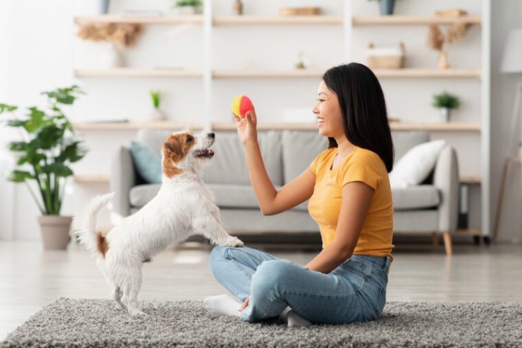 How to Train a Jack Russell Terrier: 7 Expert Tips & Tricks | Hepper ...