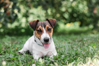 6 Jack Russell Terrier Colors (With Pictures) | Hepper Pet Resources
