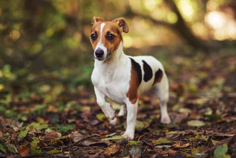 6 Jack Russell Terrier Colors (With Pictures) | Hepper Pet Resources