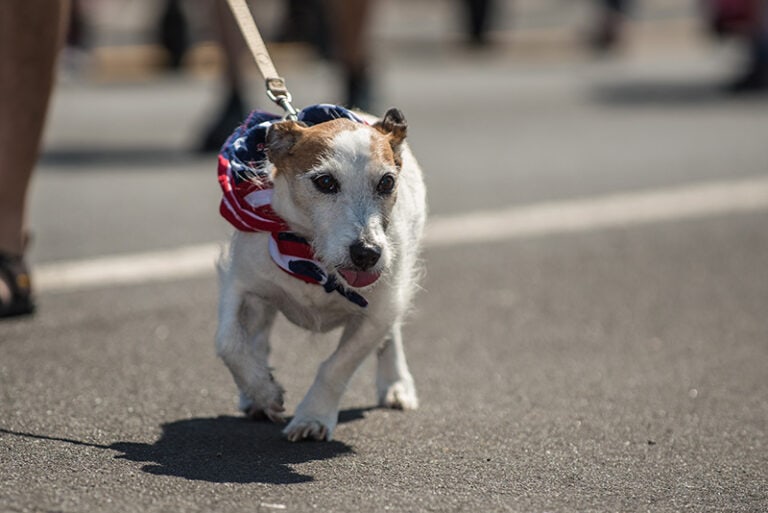 Schnauzer Jack Russell Terrier Mix: Pictures, Care Guide, Temperament ...