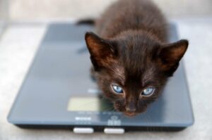 How to Weigh a Cat at Home: 5 Vet Approved Tips & Tricks | Hepper Pet ...