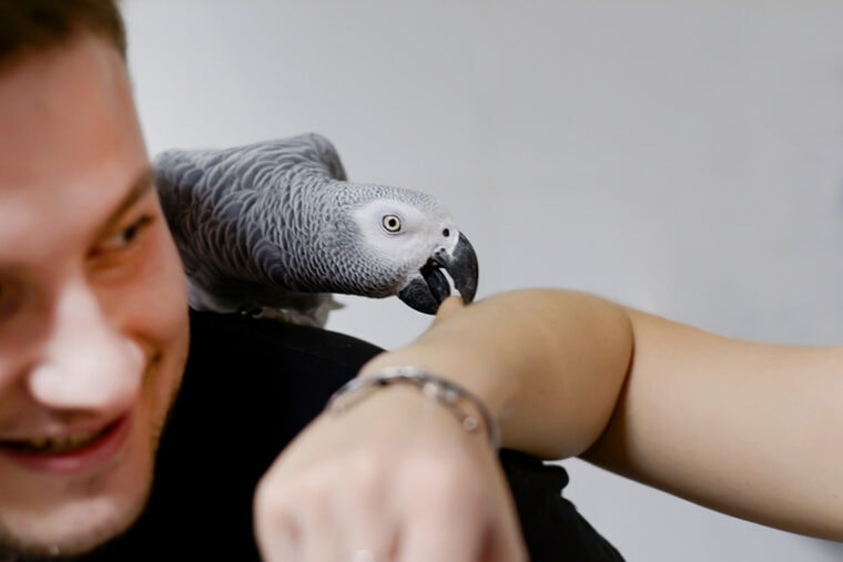 Do Parakeets Bite? Their Behavior Explained | Hepper Pet Resources