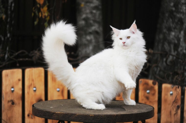 12 Types of Cats With Fluffy Tails (With Info & Pictures) | Hepper Pet ...