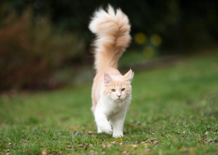 Cat Tail Language: Vet-Approved Guide to What Your Cat Is Telling You ...