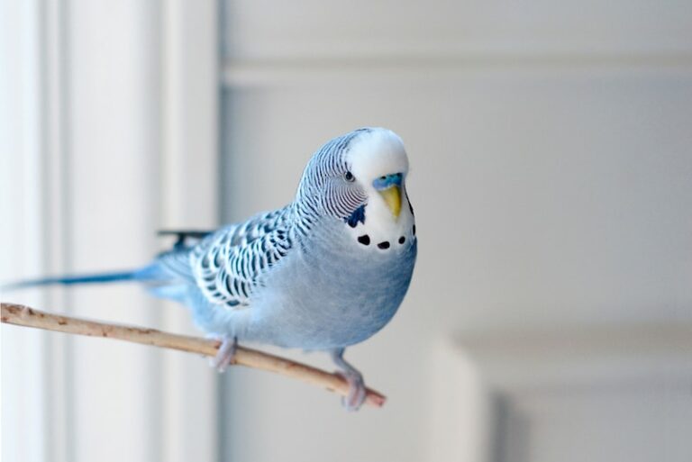 20 Types of Parakeets: Info, Pictures, Facts & History (Vet-Reviewed ...