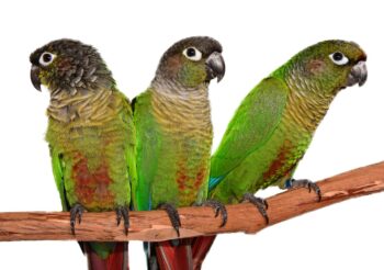 16 Types of Conure Parrots: Info, Pictures, Facts & History | Hepper ...