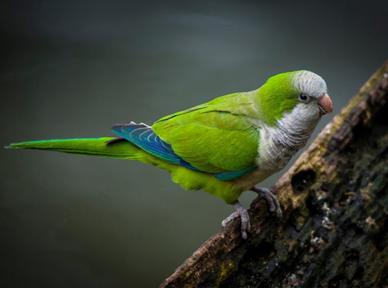 Monk Parakeet: Pictures, Personality, Diet, Care Guide & More | Hepper ...
