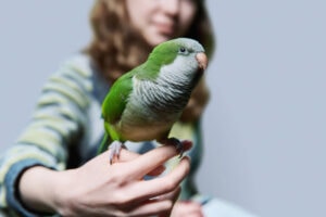 How to Take Care of a Parakeet: 11 Vet Approved Tips | Hepper Pet Resources