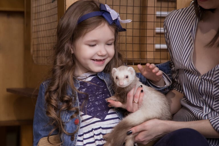 How to Take Care of a Ferret: 17 Vet-Approved Expert Tips | Hepper Pet ...
