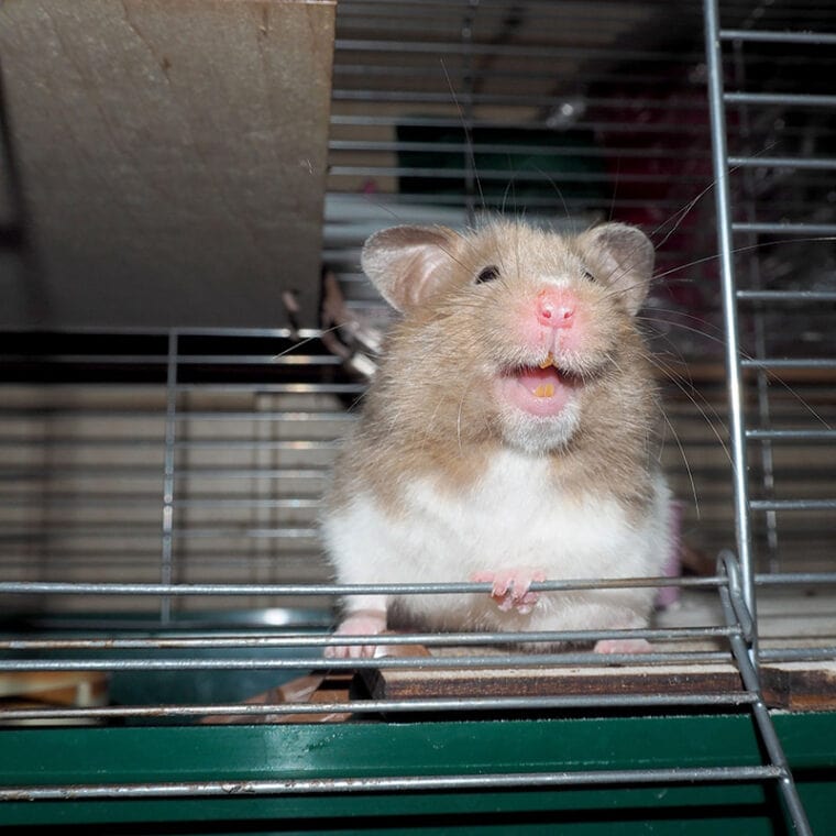 What Does a Hamster Screaming Mean? Vet Approved Explanation | Hepper ...