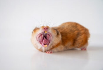 What Does a Hamster Screaming Mean? Vet Approved Explanation | Hepper ...