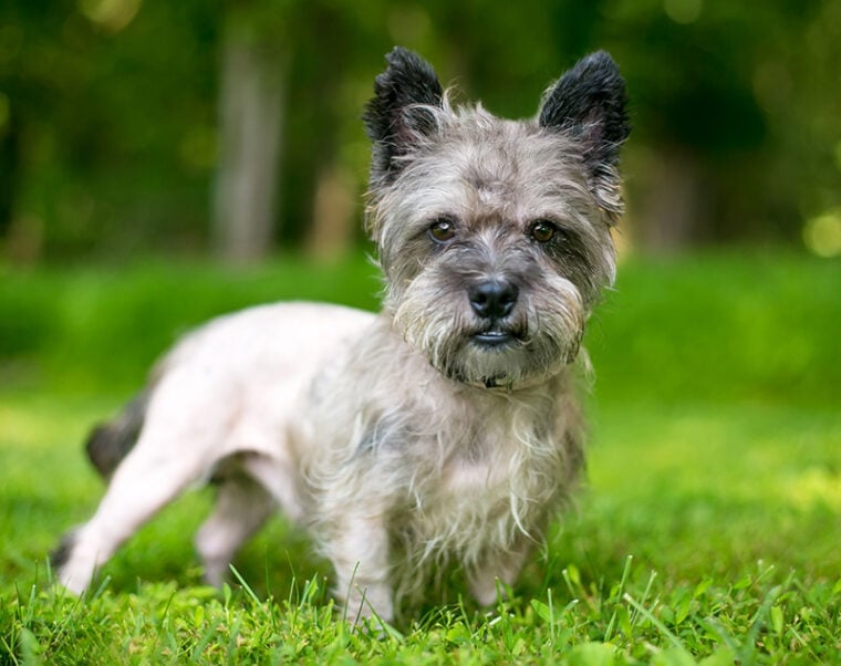 16 Cairn Terrier Mixes: Info, Facts, Origin & History (With Pictures ...