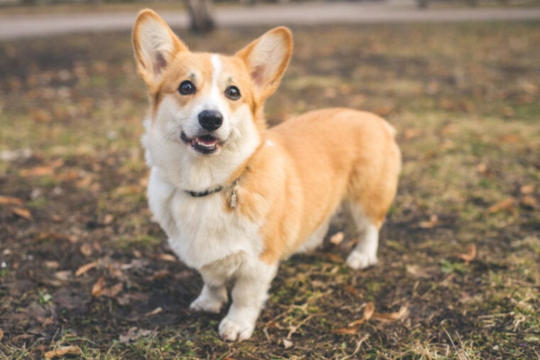 145+ Dog Names that Start with P for Your Perfect Pup | Hepper Pet ...