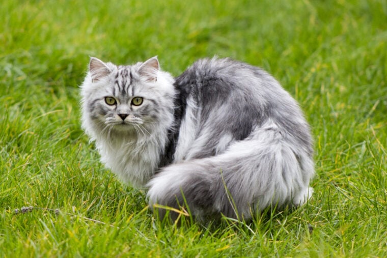 12 Types of Cats With Fluffy Tails (With Info & Pictures) | Hepper Pet ...