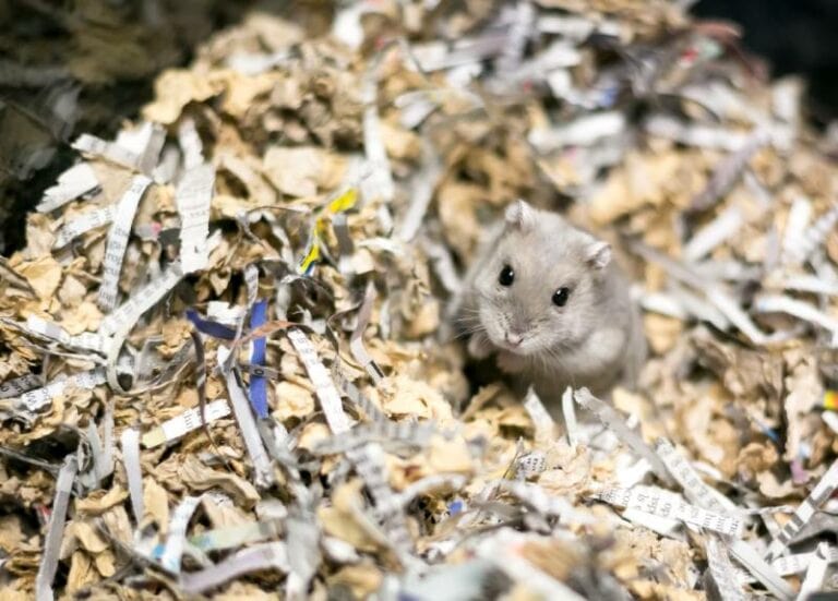 6 Types of Homemade Hamster Bedding (With Pros & Cons) | Hepper Pet ...