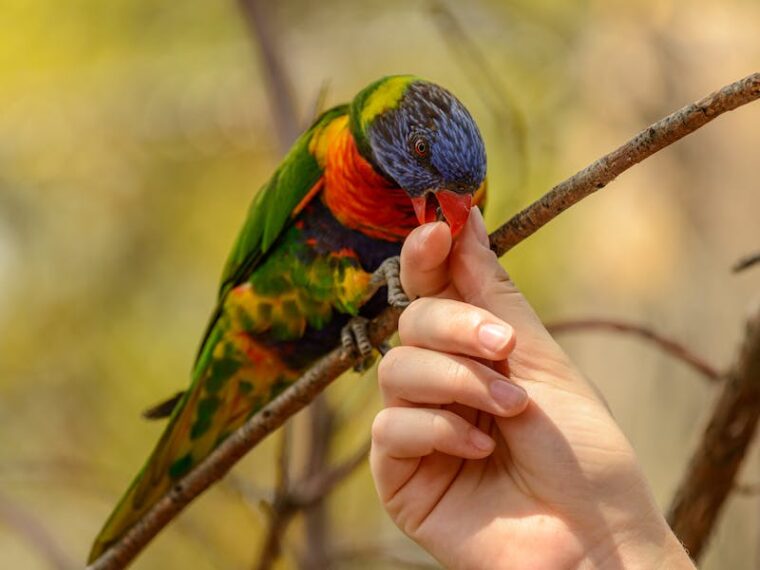 How to Train a Parakeet: 7 Tips & Tricks | Hepper Pet Resources
