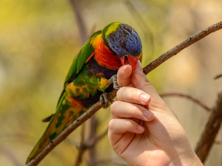 How to Train a Parakeet: 7 Tips & Tricks | Hepper Pet Resources