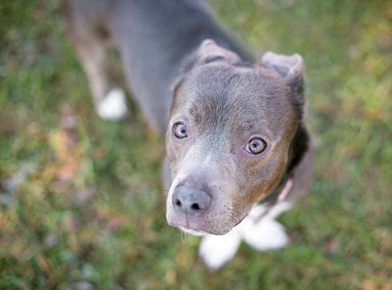 Can Dogs Get Sexually Attracted to Humans? Dog Humping Explained ...