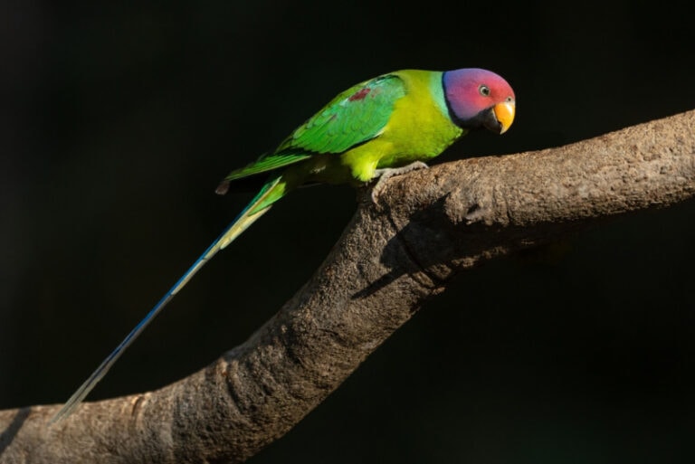 Plum-Headed Parakeet: Info, Pictures, Personality, Food & Care Guide ...