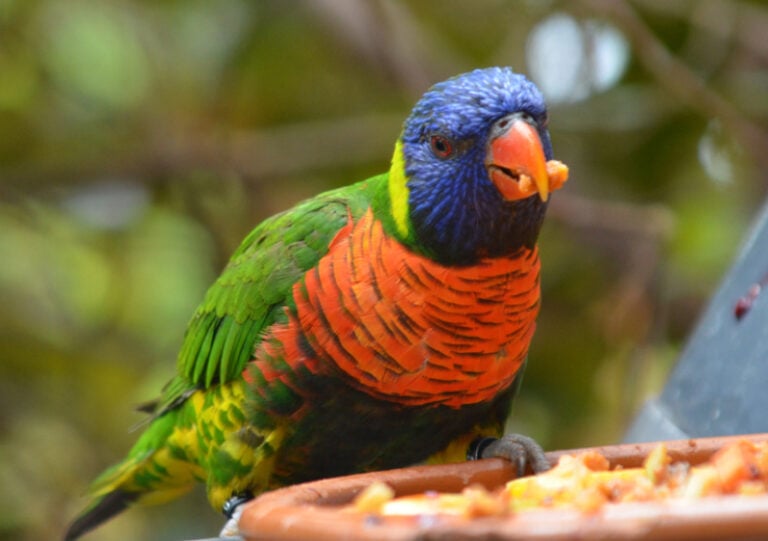 10 Low-Maintenance Pet Birds That Are Easy to Keep (With Pictures ...