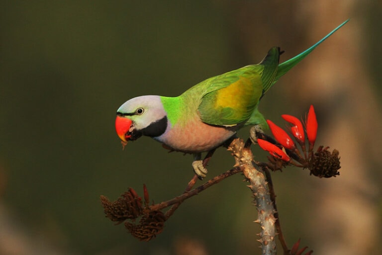 20 Types of Parakeets: Info, Pictures, Facts & History (Vet-Reviewed ...