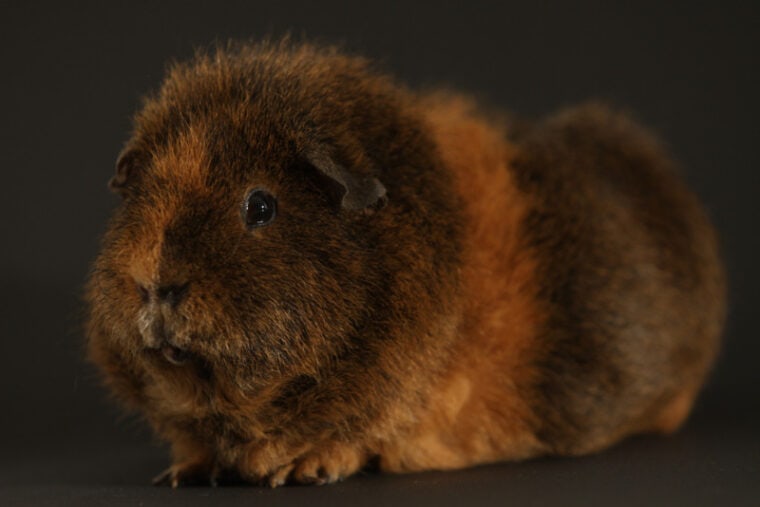 Rex Guinea Pig: Pictures, Lifespan, Behavior & Care Guide | Hepper Pet ...