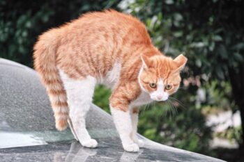 How to Tell If a Cat Is Scared? Vet-Verified Signs, Triggers ...