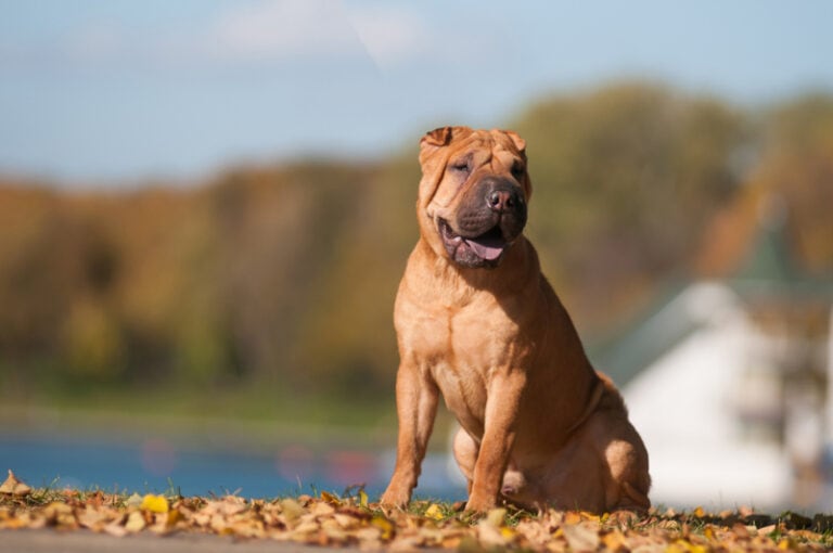 21 Shar Pei Colors (With Pictures) | Hepper Pet Resources