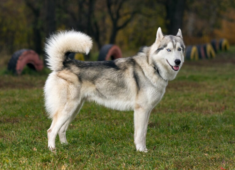 The 10 Dog Breeds That Bark the Most: Info, Temperament & Pictures ...