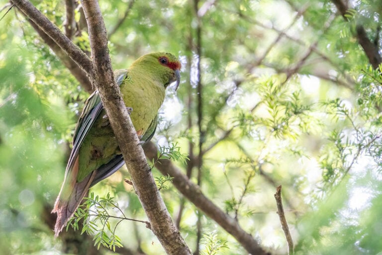 20 Types of Parakeets: Info, Pictures, Facts & History (Vet-Reviewed ...