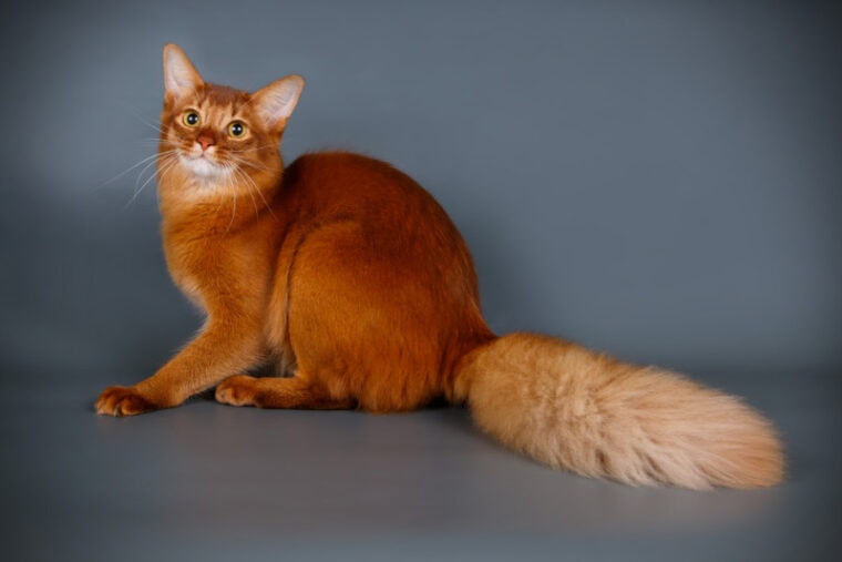 12 Types of Cats With Fluffy Tails (With Info & Pictures) | Hepper Pet ...