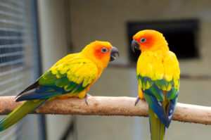How to Take Care of a Parakeet: 11 Vet Approved Tips | Hepper Pet Resources