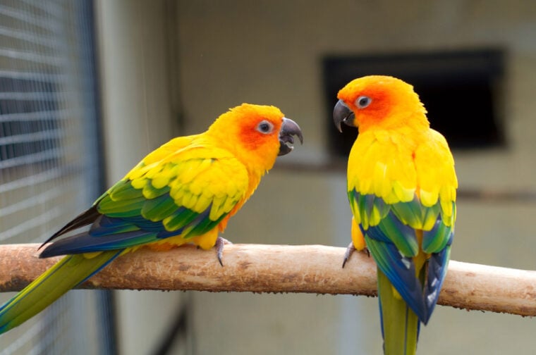 Why Are My Parakeets Fighting? 10 Common Causes | Hepper Pet Resources
