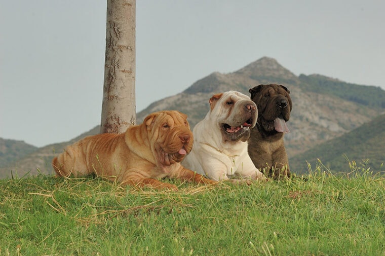 How Long Do Shar Pei Live? Average Lifespan, Data & Care (Vet-Approved ...