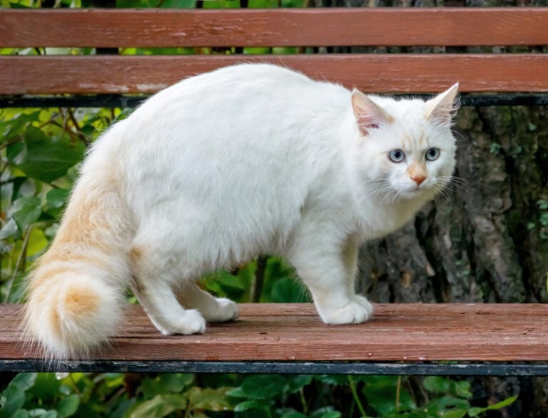 12 Cat Breeds With Blue Eyes (With Info & Pictures) | Hepper Pet Resources