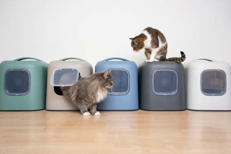 Bugs in Cat Litter Box: Vet Approved Facts & Tips to Eliminate Them ...