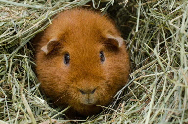 Teddy Guinea Pig: Pictures, Lifespan, Behavior, & Care Guide | Hepper ...