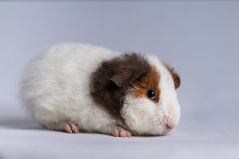 Teddy Guinea Pig: Pictures, Lifespan, Behavior, & Care Guide | Hepper ...