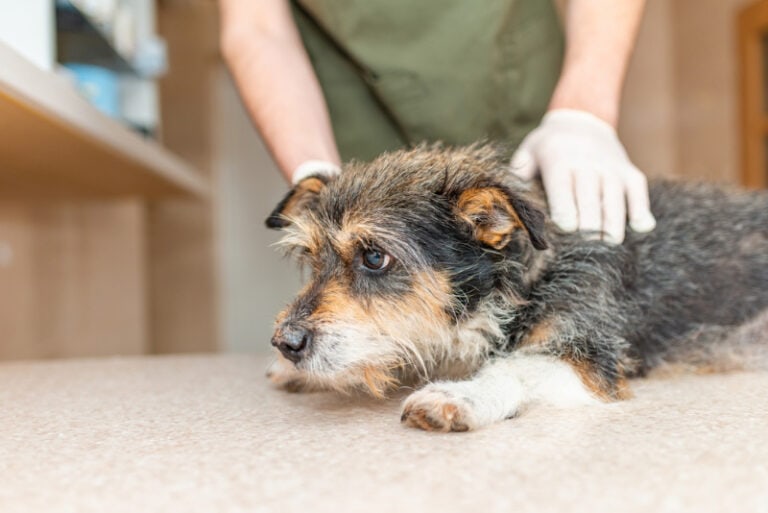 How to Determine a Dog's Body Condition Score: Vet-Reviewed Health ...