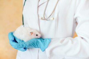 Hamster Eyesight 101: Vet-Verified Vision Facts | Hepper Pet Resources