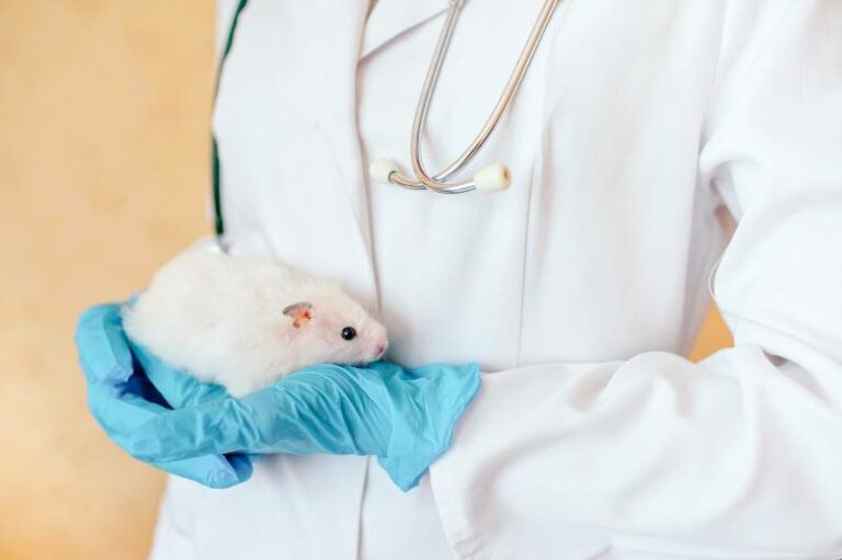Can Hamsters Eat Meat? Vet-Reviewed Facts & FAQ | Hepper Pet Resources