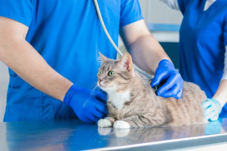 What to Do If Your Cat Is Throwing Up Blood: Vet Approved Crucial Steps ...