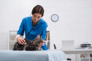 Osteomyelitis in Cats: Our Vet Explains Signs, Prevention & Treatment ...